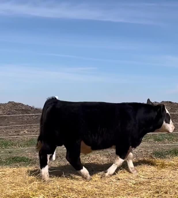 Registered Purebred Simmental Bulls for sale | Cosby, MO