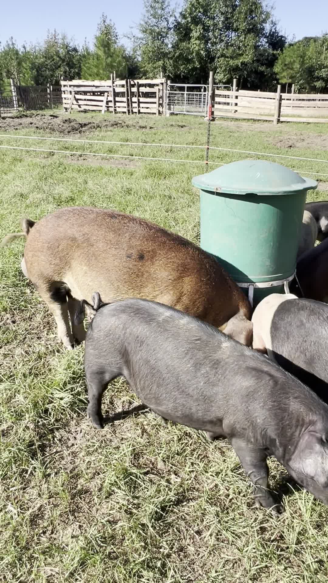 Hampshire / Duroc / BerkshireCross - Feeder Pigs for sale | Phenix City, AL
