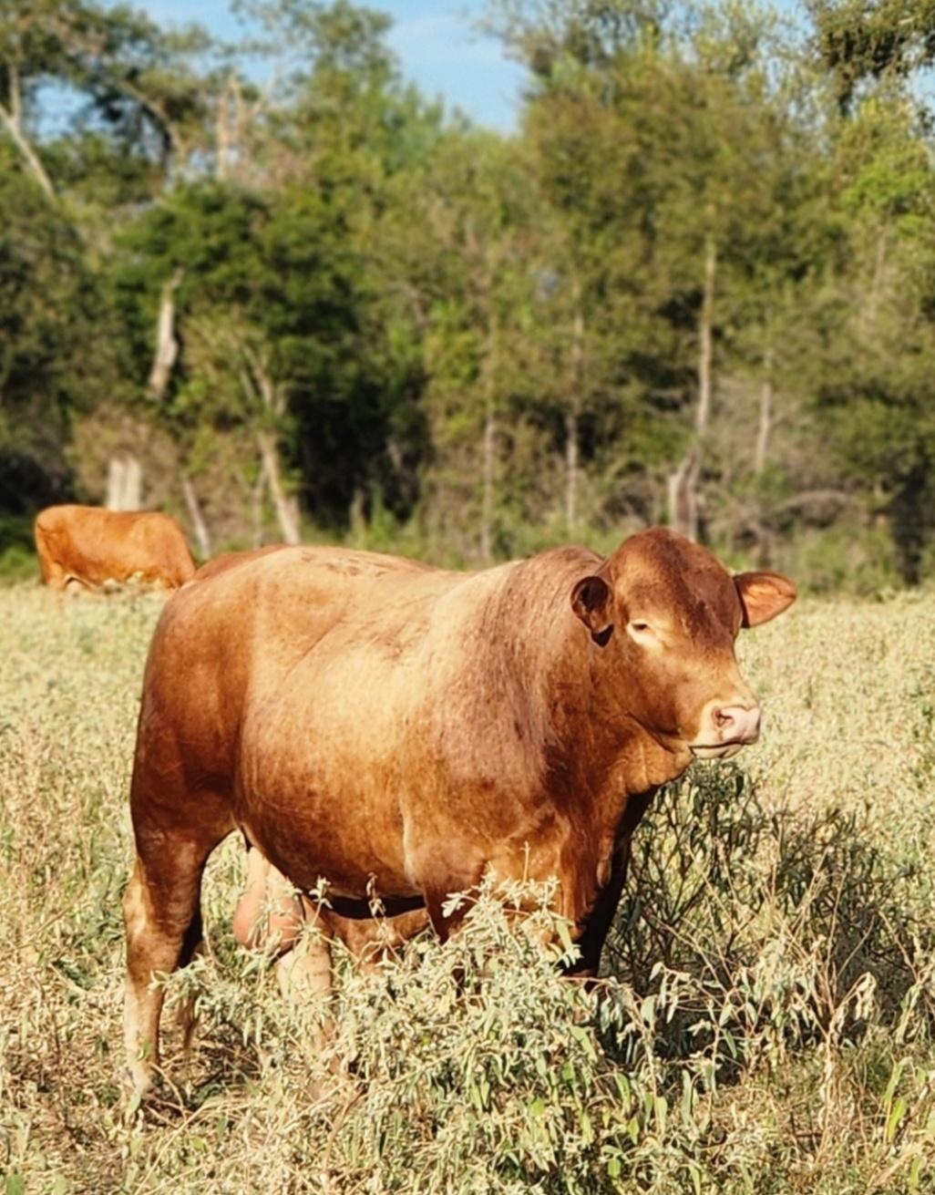Registered Purebred Beefmaster Bulls for sale | Cameron, TX