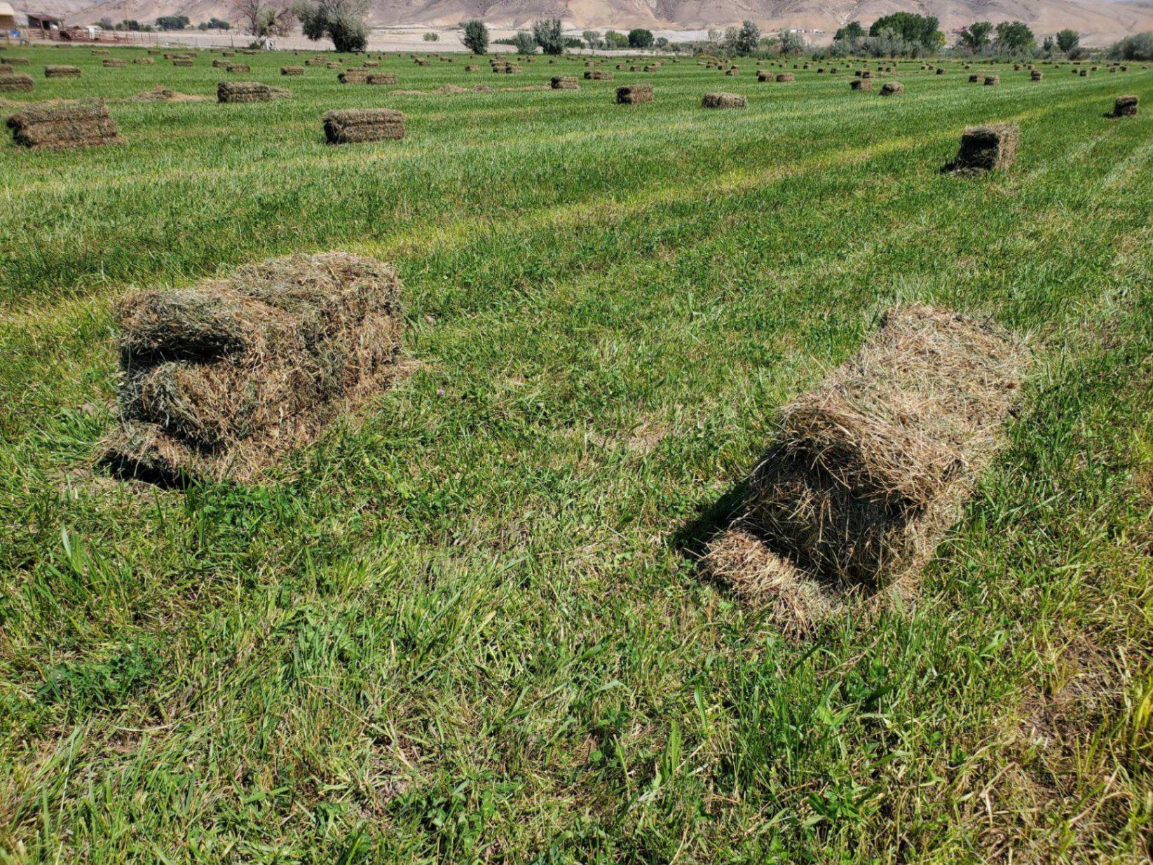 Small Square Mixed Grass Bales for sale | Delta, CO