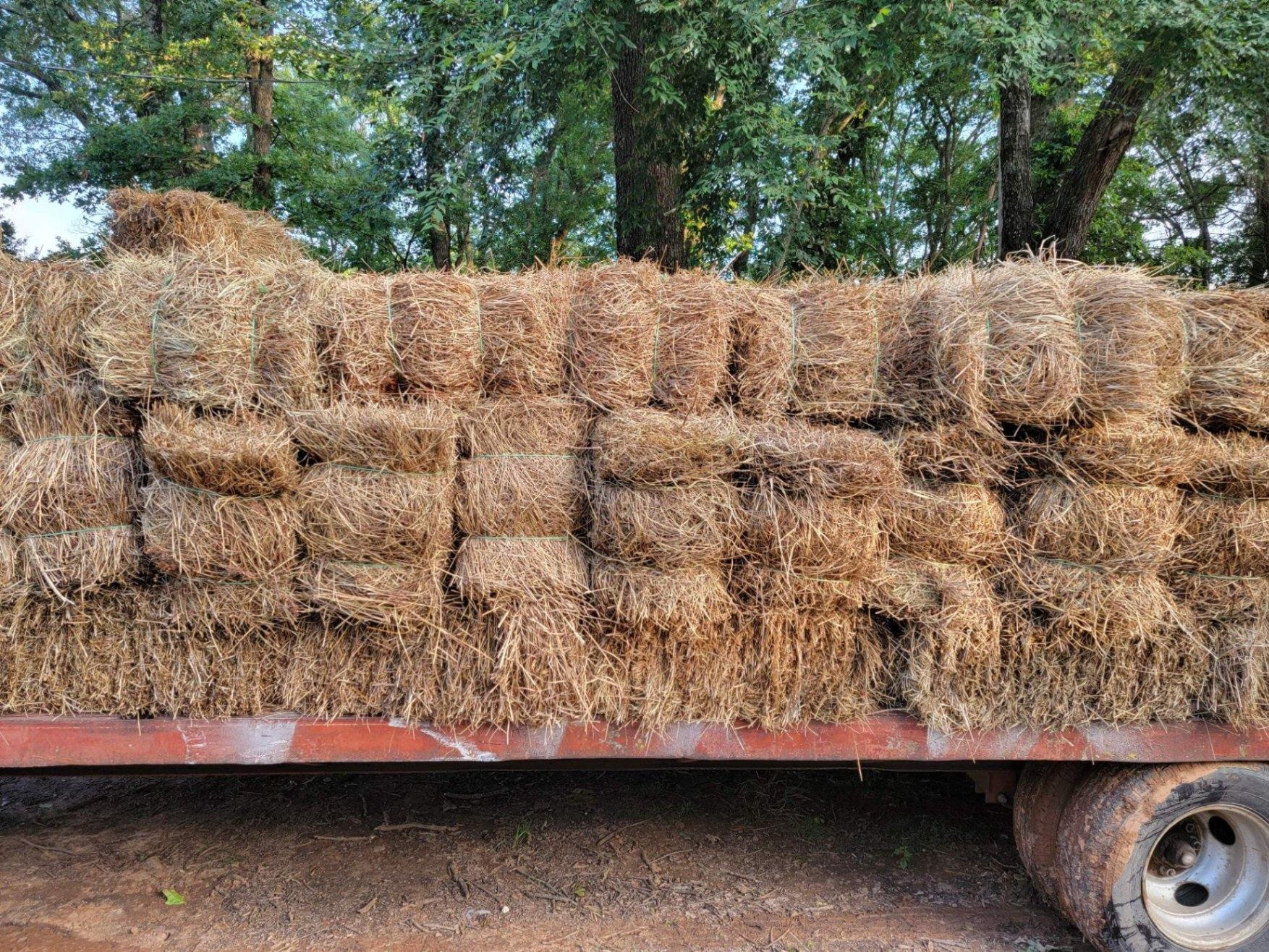 Small Square Coastal-Bermuda / Johnson Grass Bales for sale | Pickton, TX