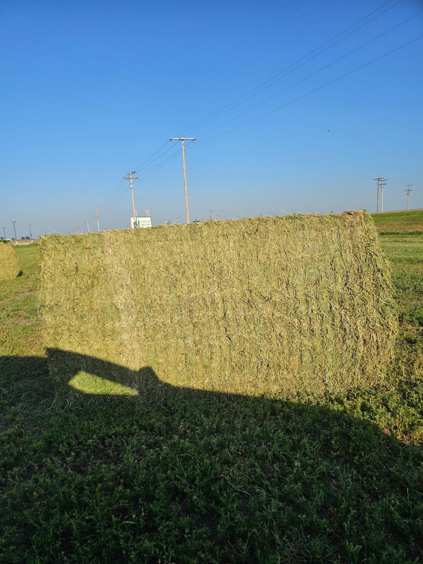 Large Square Alfalfa Bales for sale | Syracuse, KS