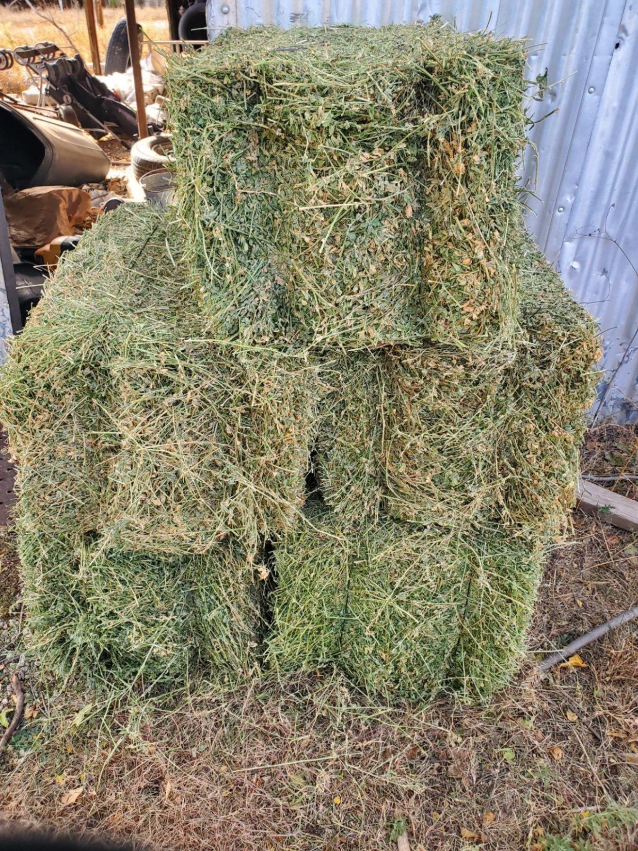 Small Square Alfalfa Bales for sale | Stafford, KS
