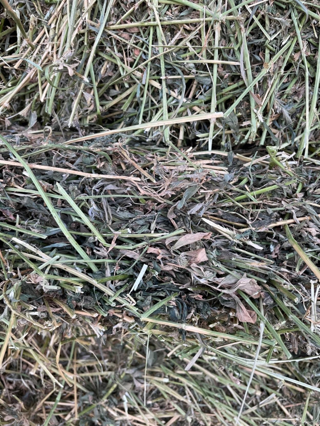 Large Square Alfalfa Bales for sale | Acton, KY