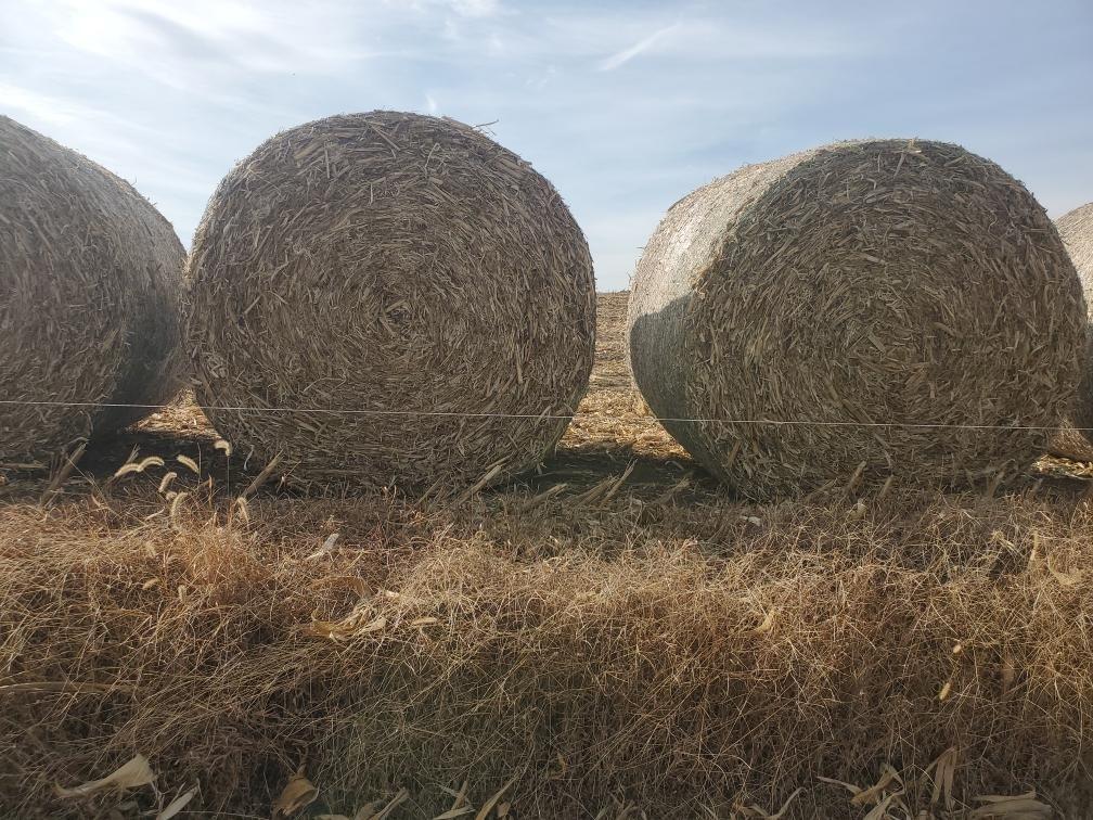 Large Round Corn Stalk Bales for sale | Randolph, KS