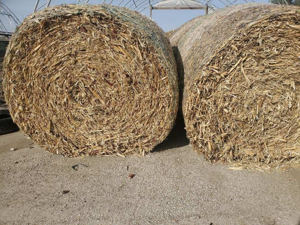 Large Round Corn Stalk Bales for sale | Randolph, KS