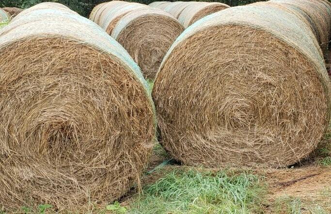 Large Round Bermuda mixed with Bermuda Bales for sale | Poteau, OK