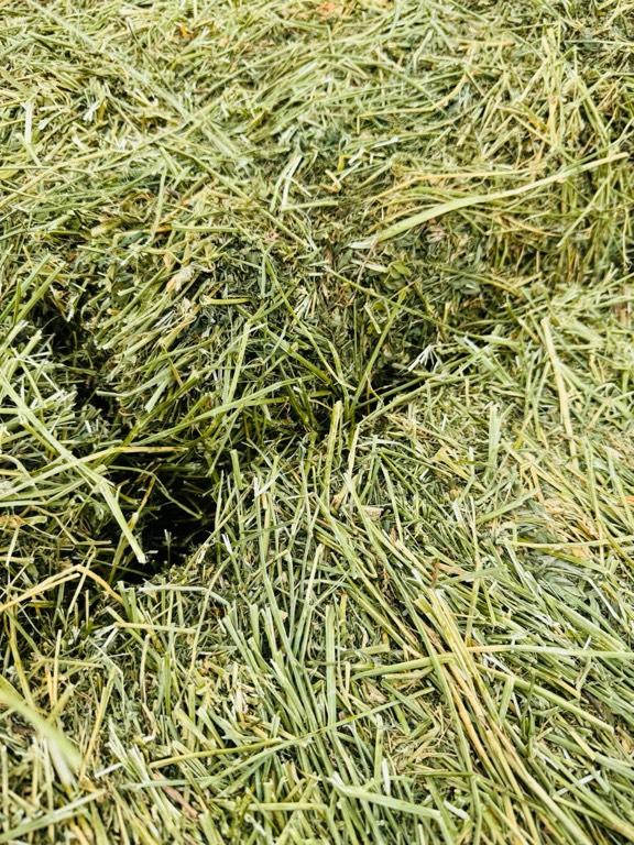 Large Square Alfalfa Bales for sale | Level Plains, AL