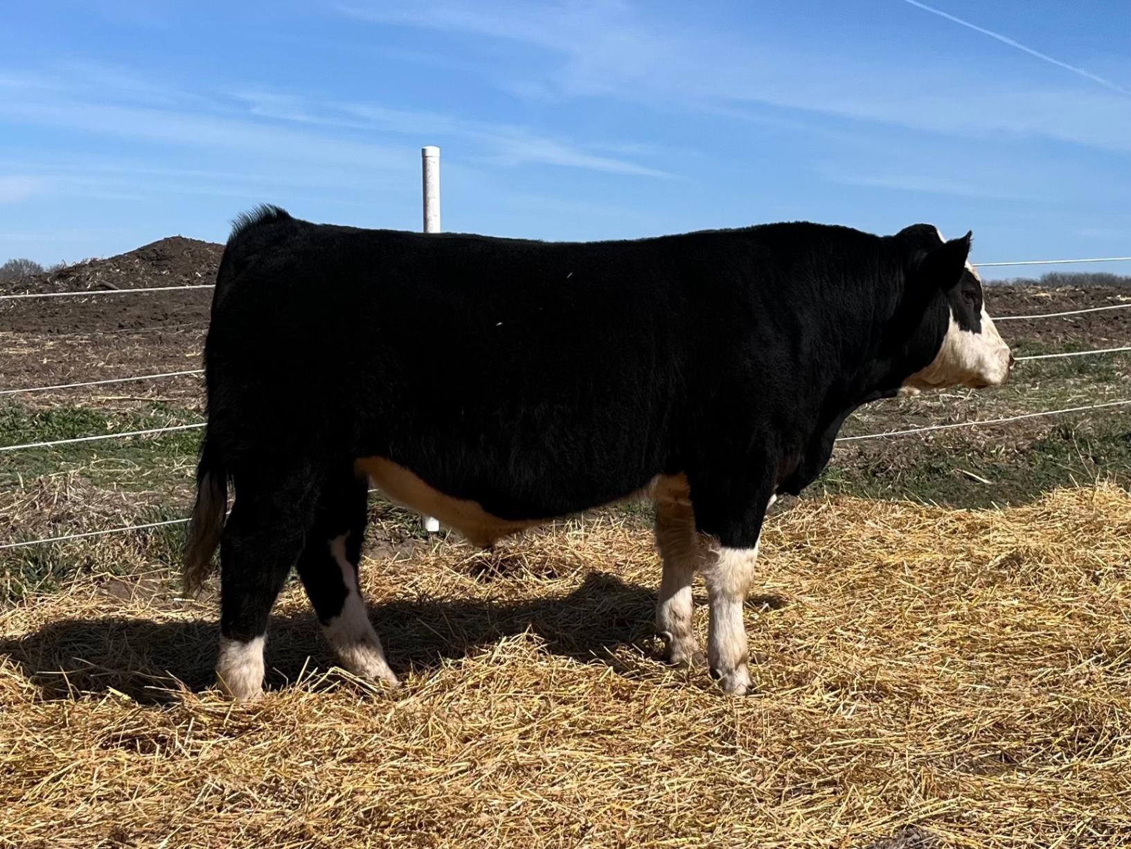 Registered Purebred Simmental Bulls for sale | Cosby, MO