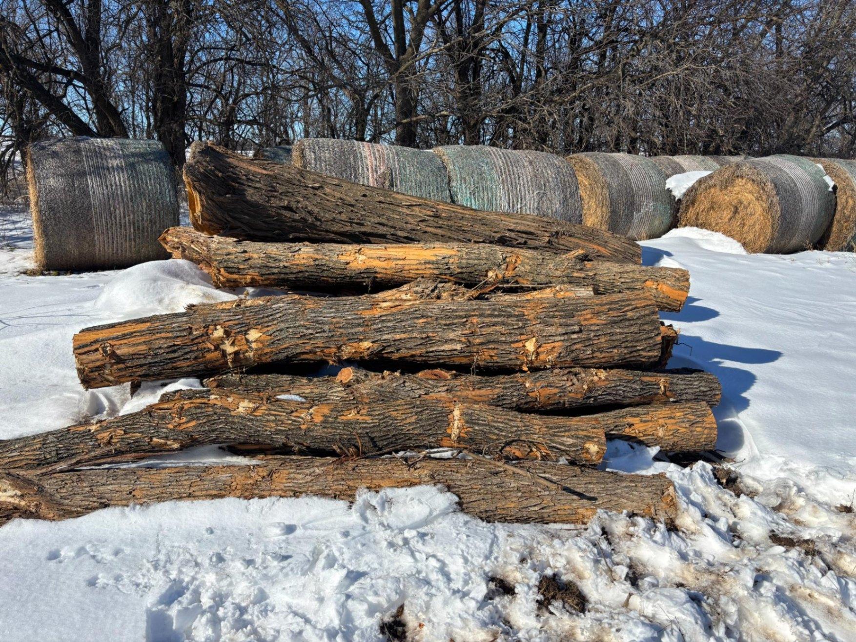 Hedge Fence Posts for sale | Belleville, KS