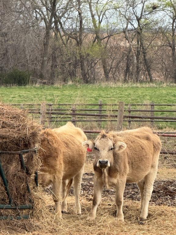 Purebred Registered Braunvieh Cows for sale | Marquette, KS