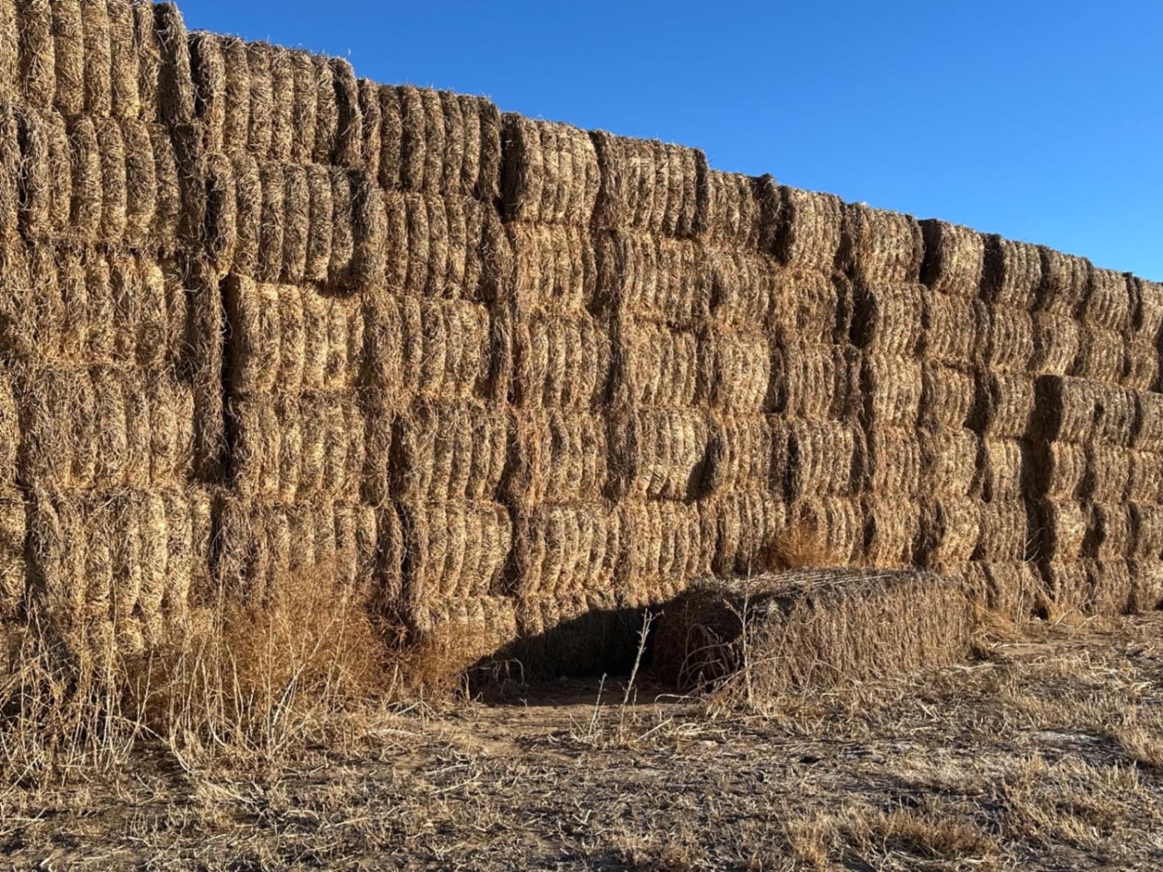 Large Square Alfalfa Bales for sale | Max, NE