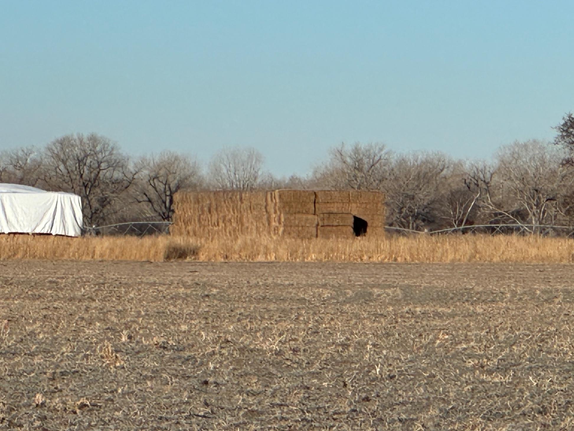 Large Square Alfalfa Bales for sale | Max, NE