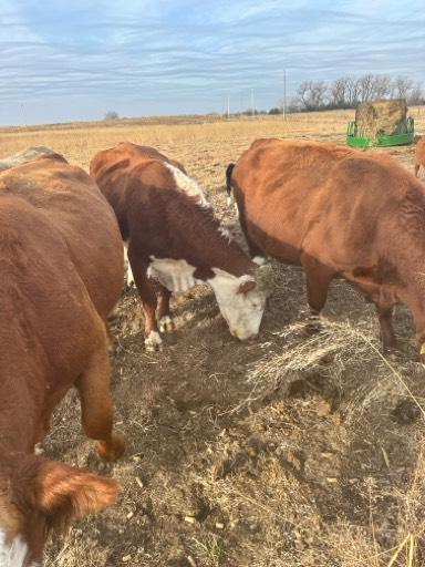 Crossbred Red Angus / Hereford / Charolais Cows for sale | Stafford, KS
