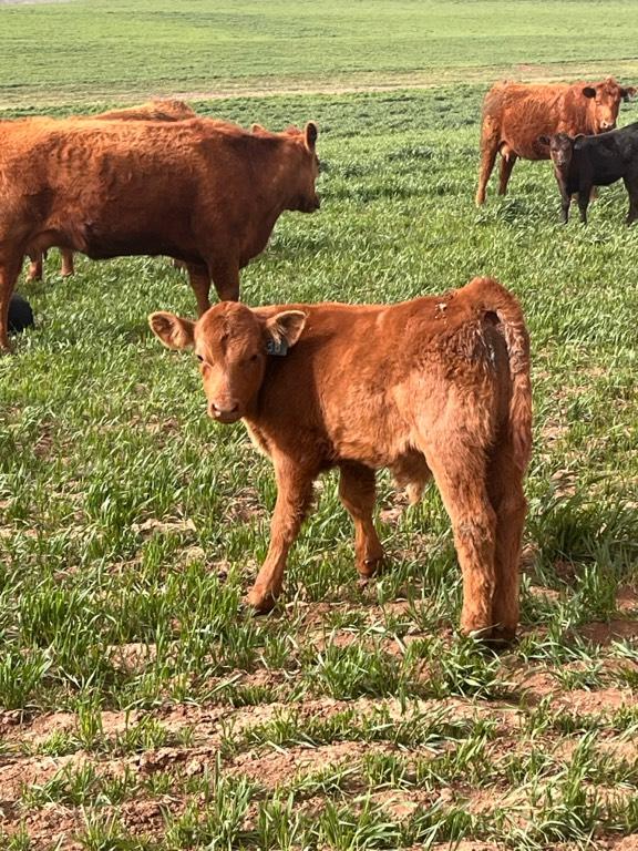 Crossbred Registered Red Angus / Red Angus Cows for sale | McPherson, KS