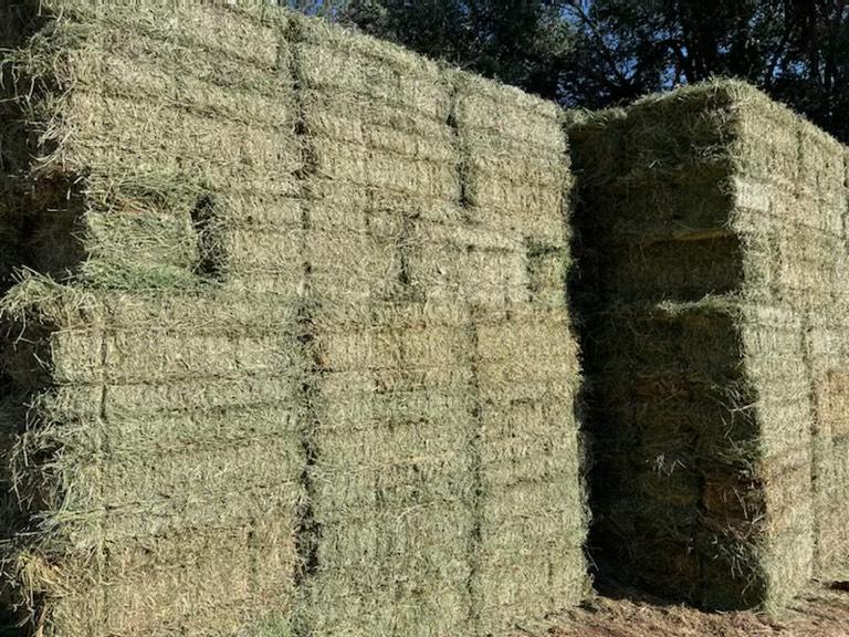 Large Square Alfalfa / Mixed Grass Bales for sale | Montrose, CO