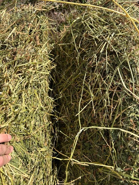 Small Square Alfalfa Bales for sale | Krum, TX