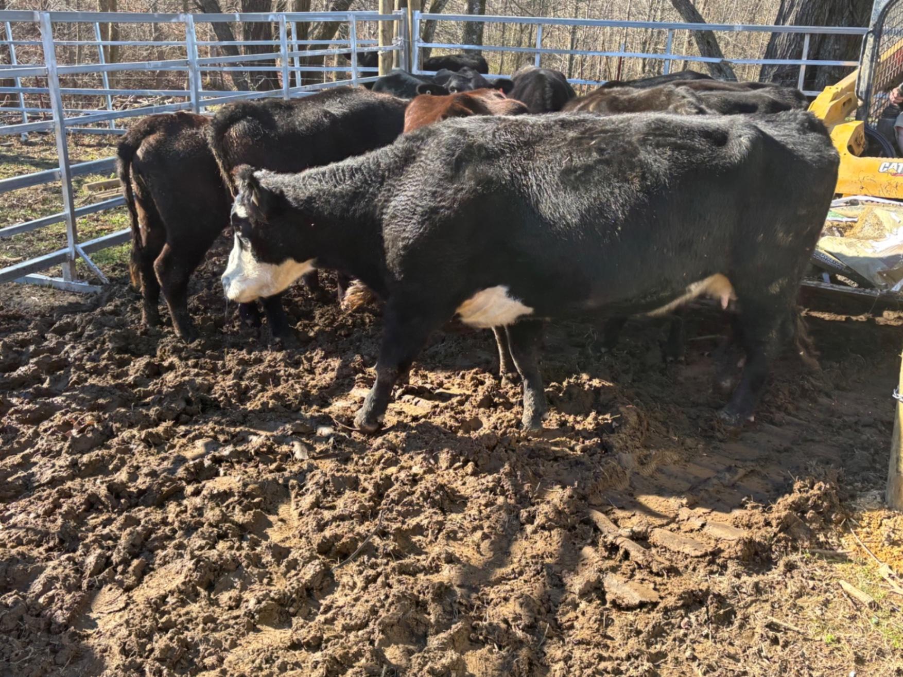 Purebred Angus Cows - Bred for sale | Crossville, TN