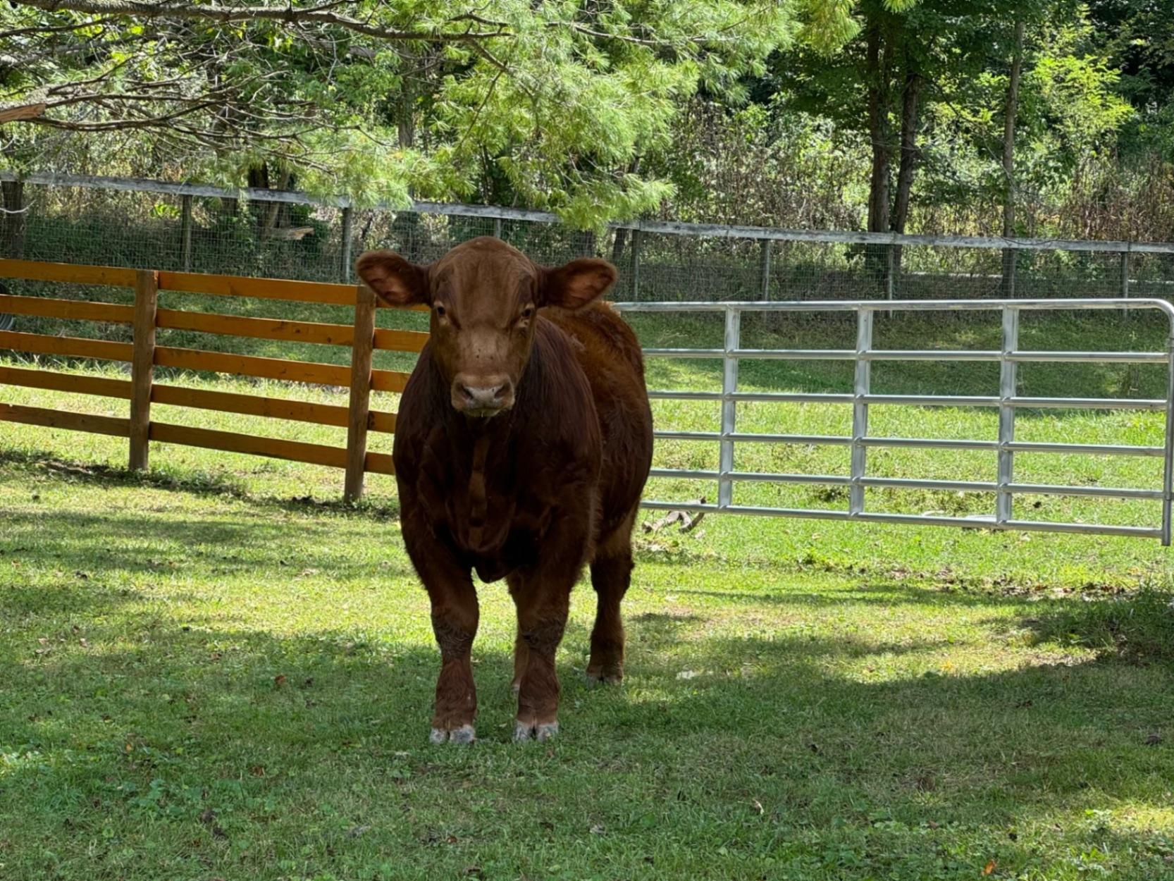 Registered Purebred Simmental Bulls for sale | Montezuma, IN