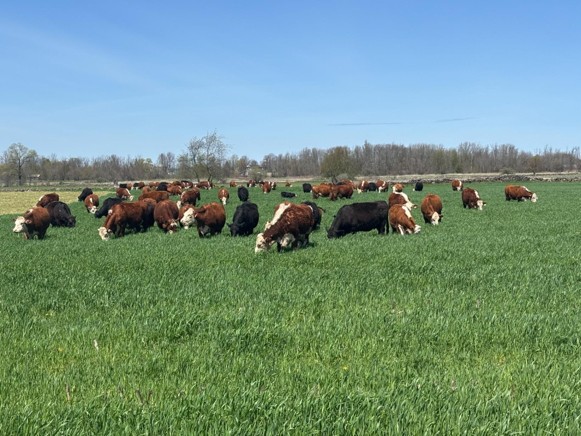 Crossbred Hereford / Angus / Simmental Cows - Pairs for sale | Medina, NY