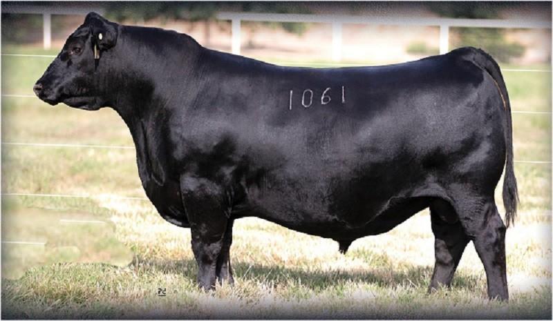 Purebred Registered Angus Beef Embryo for sale | Westmoreland, KS