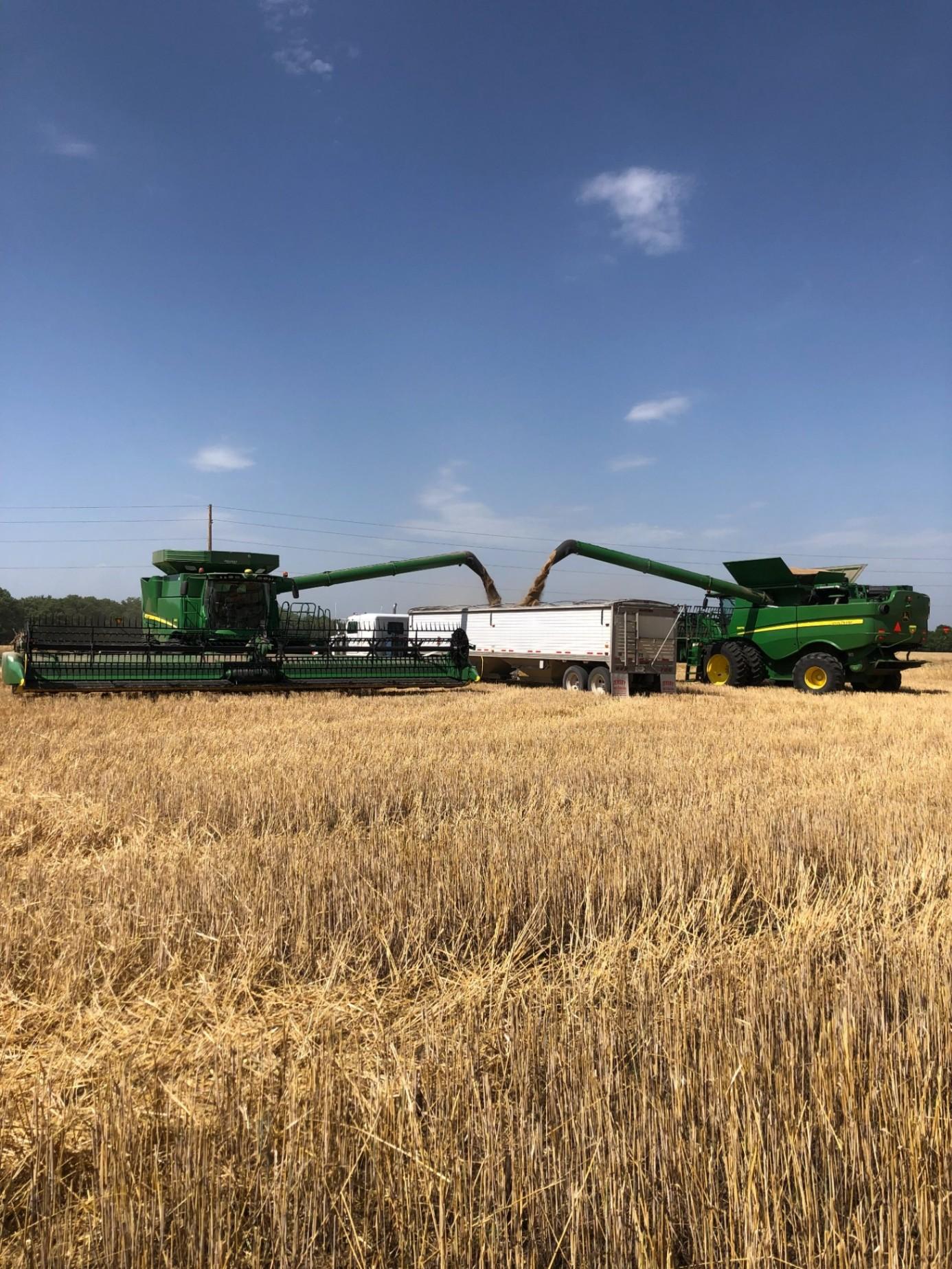 Rye Seed for sale | Whitewater, KS