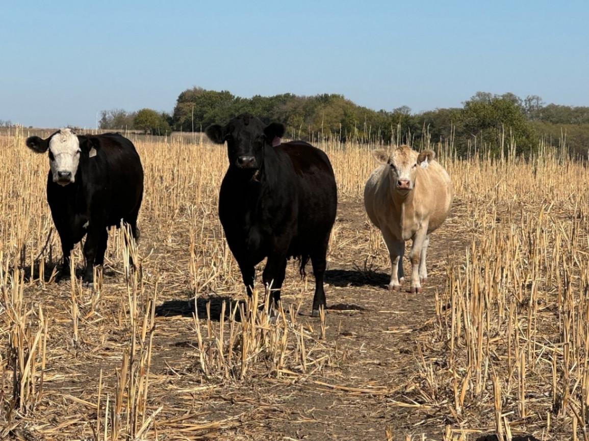 Crossbred Cows - Pairs for sale | Holton, KS