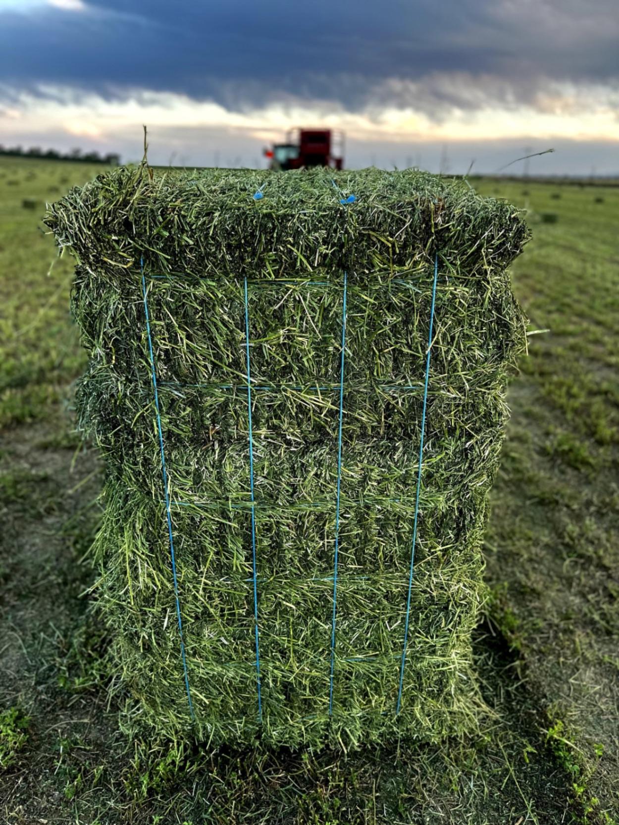 Small Square Alfalfa / Alfalfa Bales for sale | Fort Collins, CO