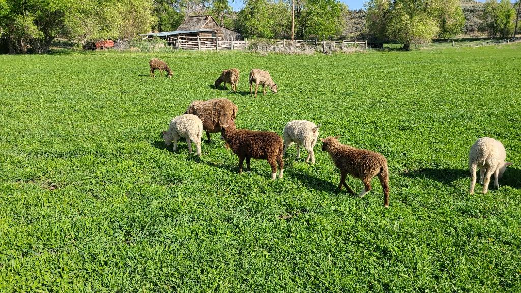The C & L Gray Farm