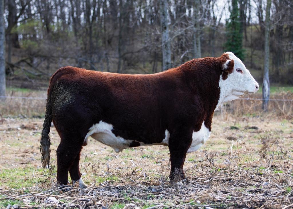 Crossbred Hereford / Angus / Simmental Cows - Pairs for sale | Medina, NY