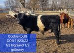 Miniature Highland Bulls for sale | Gracelock, MN