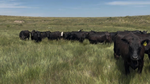 Angus Heifers - Bred for sale | Sharon Springs, KS